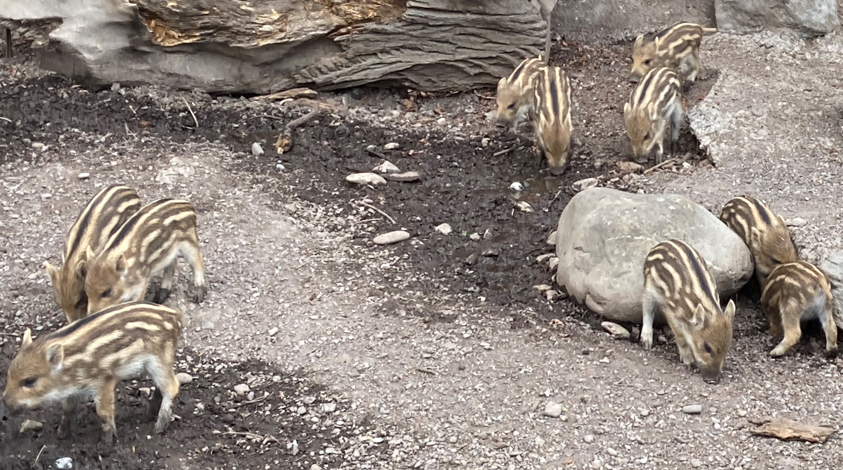 Ten Little Piggies Went to Market…or? – Kim Hays